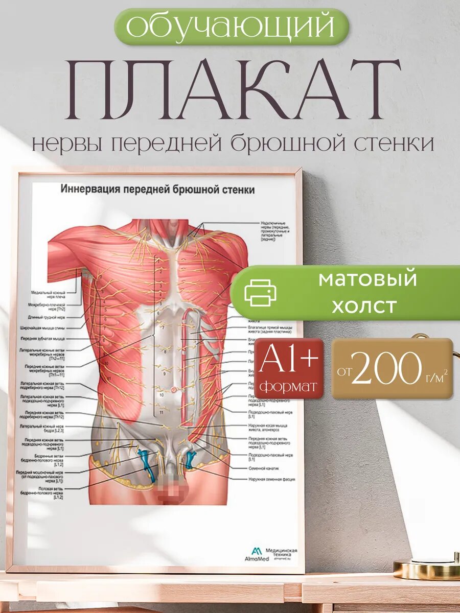 Нервы передней брюшной стенки, матовый холст от 200г/м2