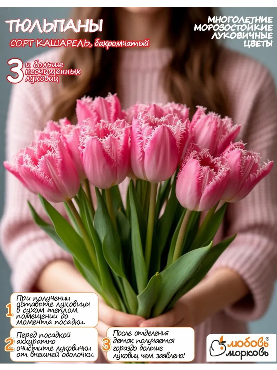 Тюльпан Луковица, Кашарель, 3+ шт