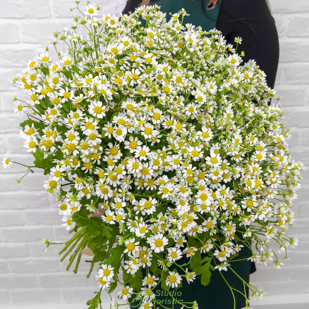 Букет STUDIO FLORISTIC "Нежные ромашки", 31 ромашка, на стеблях