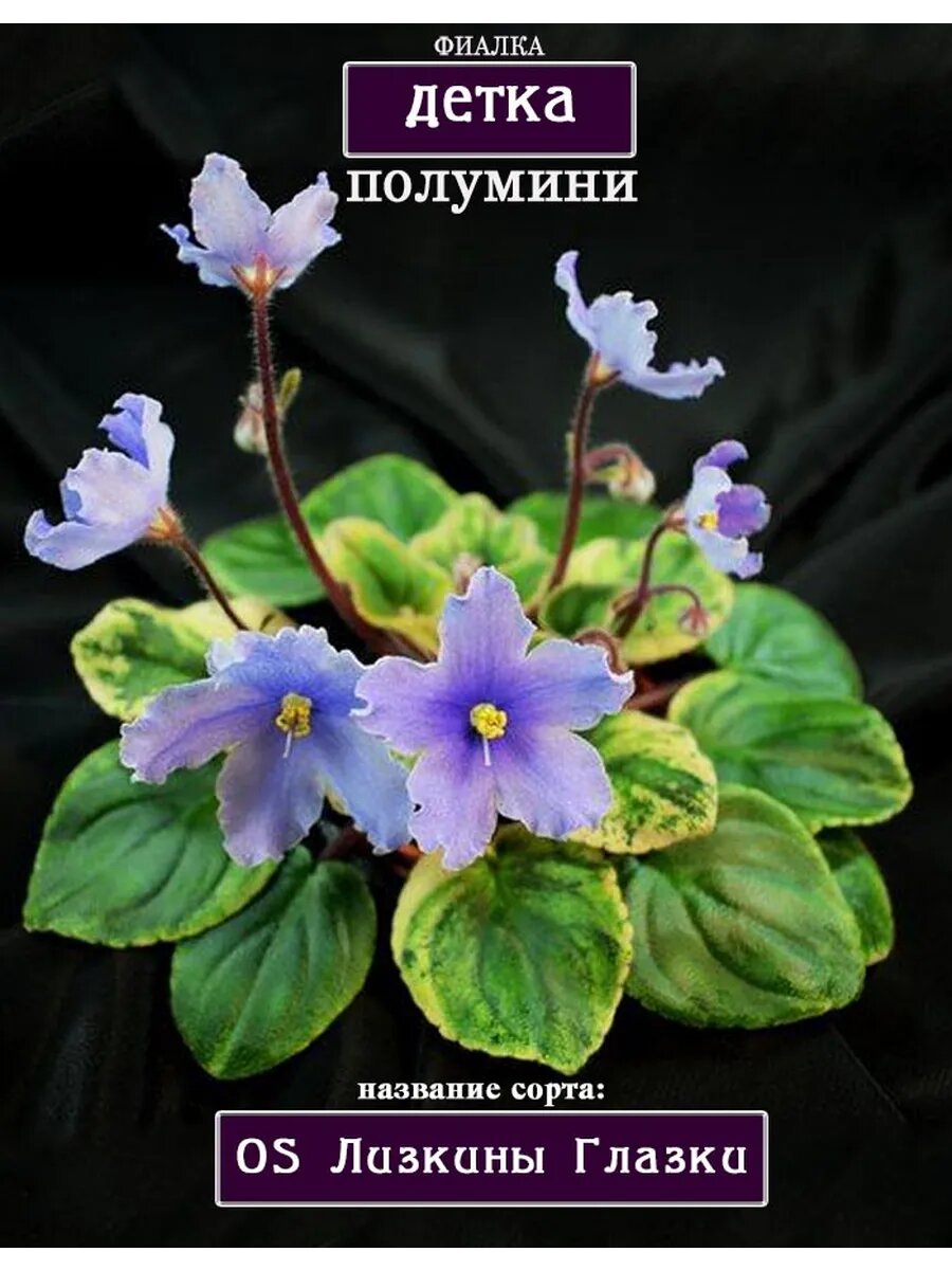Фиалка детка сорт OS-Лизкины Глазки