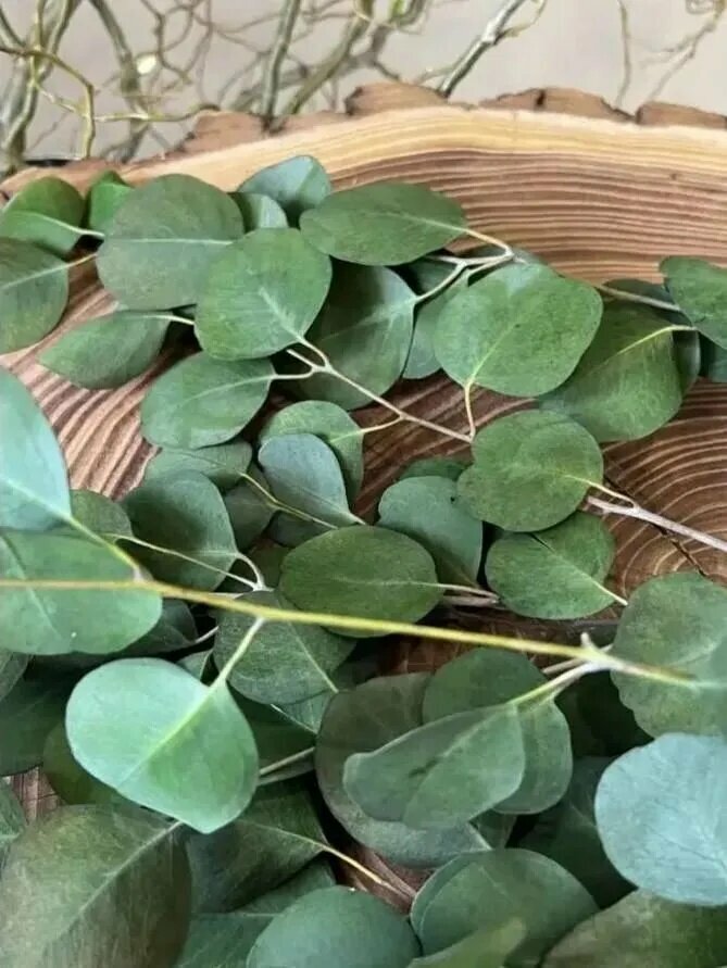 Сухоцветы Эвкалипт, 80 гр, 1 шт