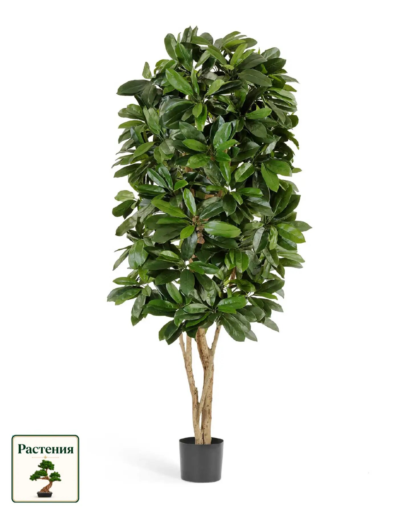 Шеффлера Леди искусственная 45 х 140 TREEZ Collection, зеленая, ствол из натурального дерева, транспортировочное кашпо