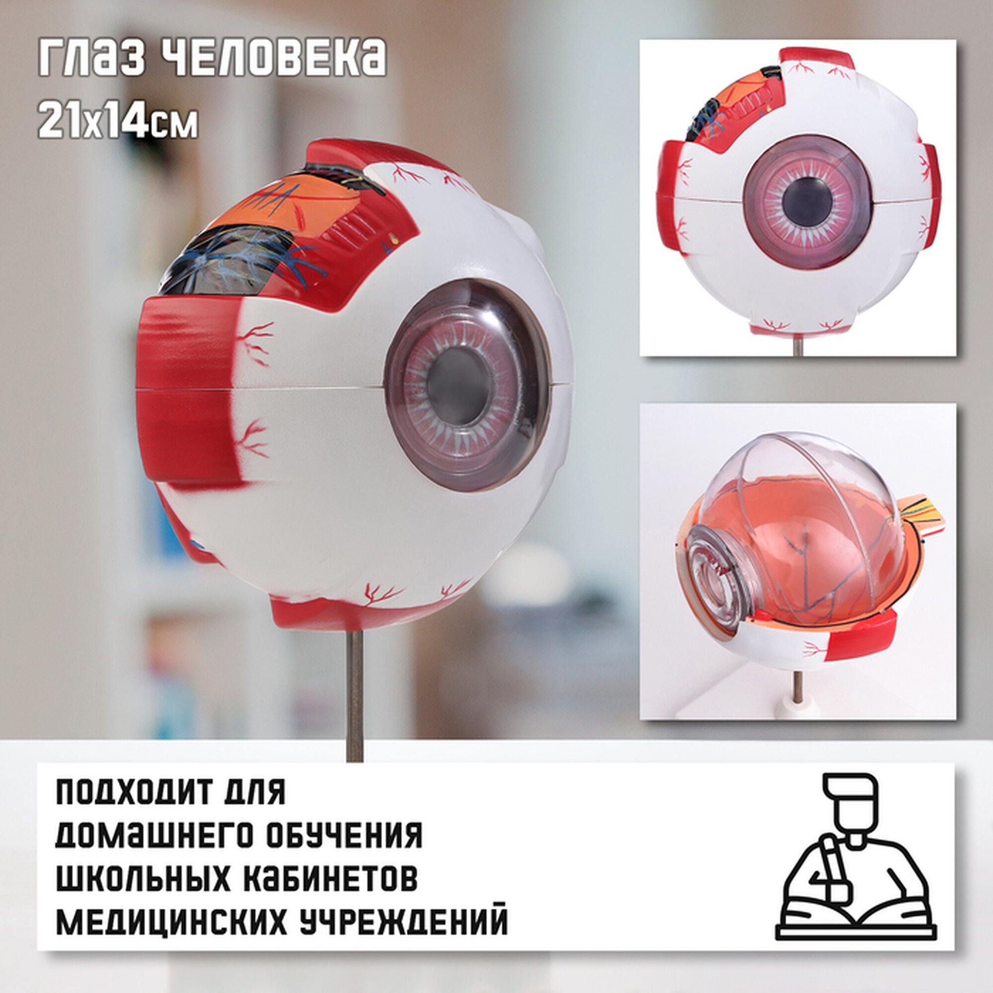 Анатомическая модель «Макет глаза человека», 21×14 см, разноцветный
