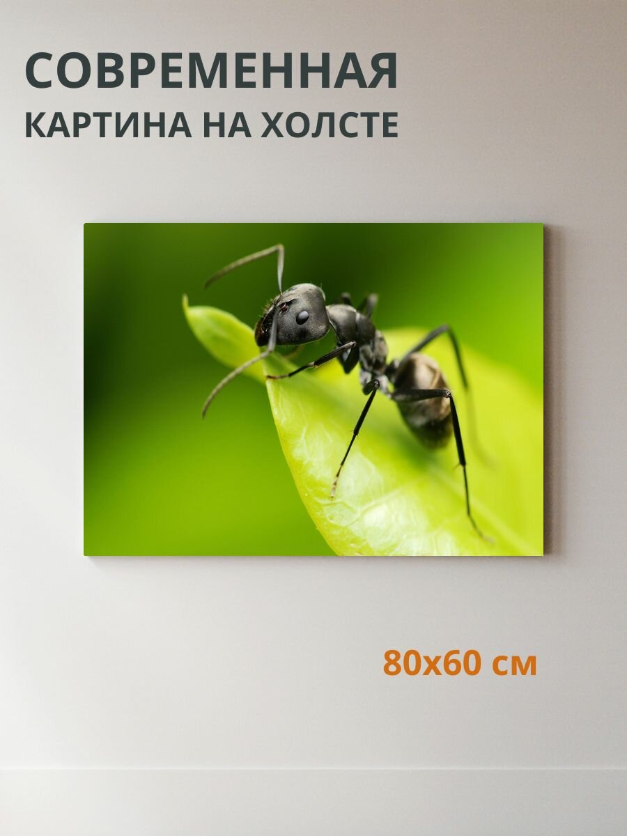 Картина на холсте Лист 80x60 см