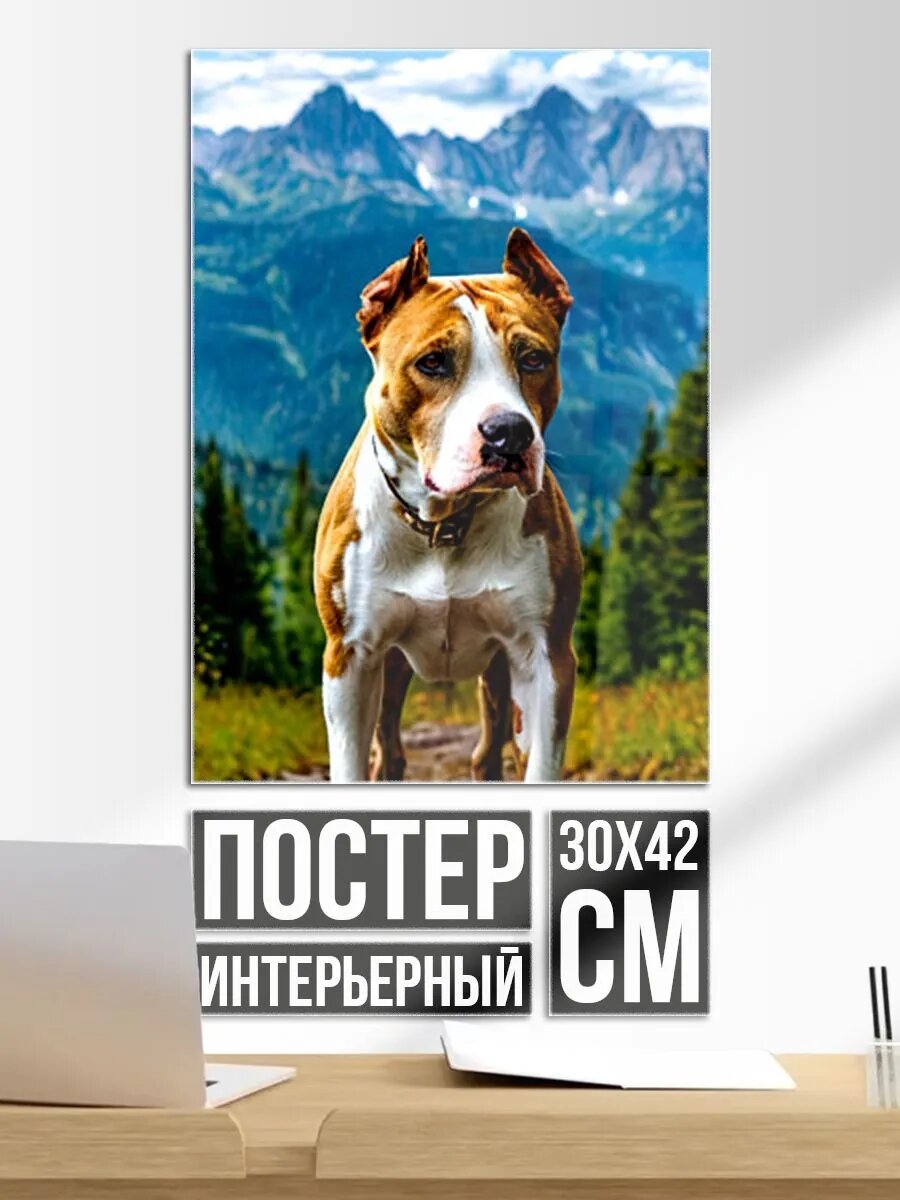 Постер на стену Питбуль летом в горах