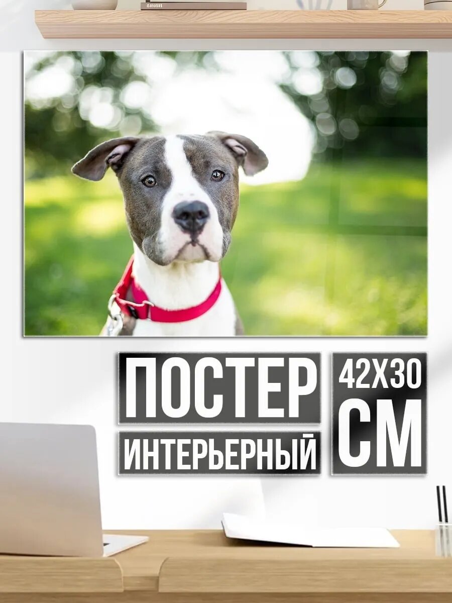 Плакат постер Питбуль на траве