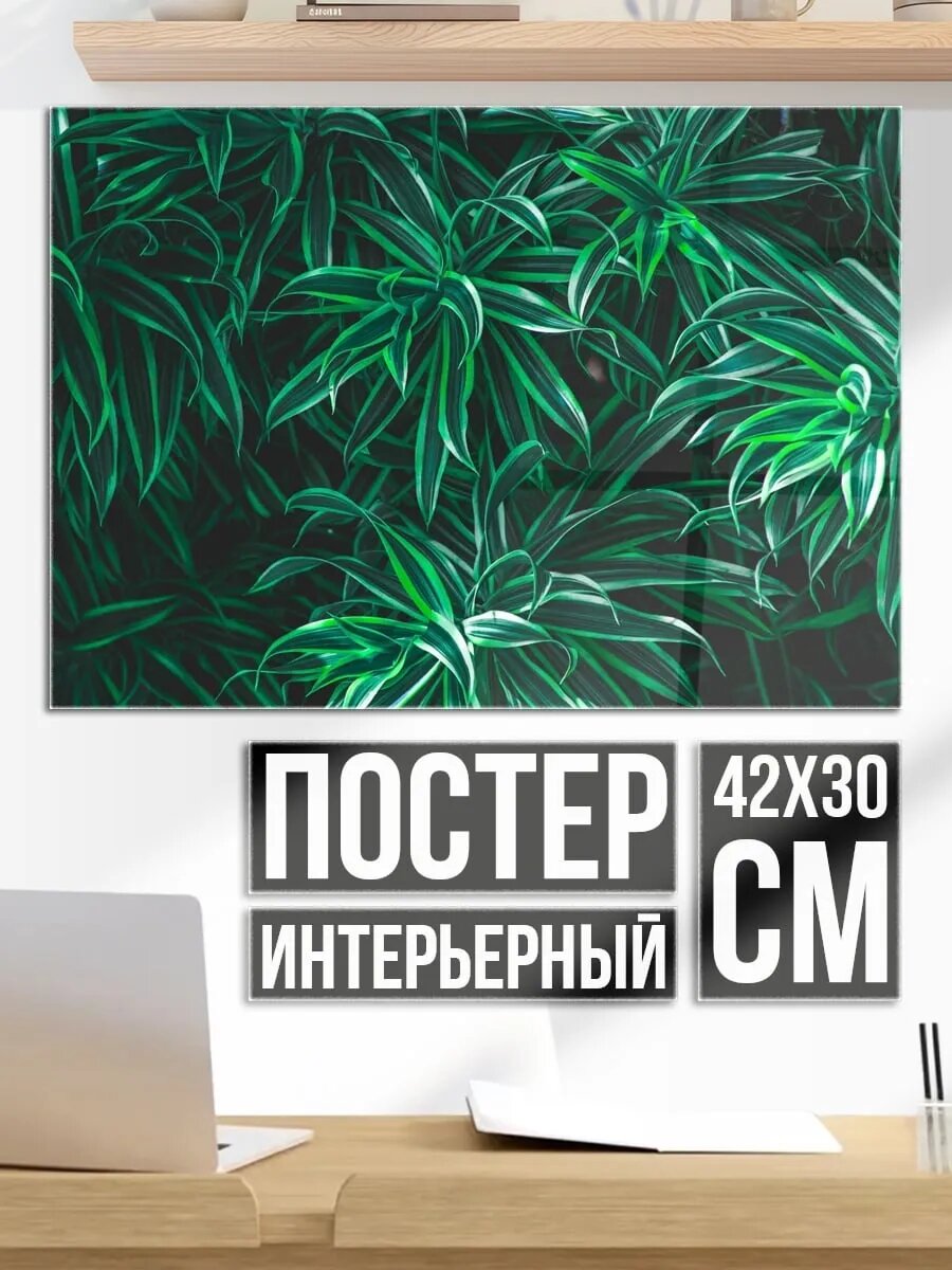 Плакат постер Зеленые тропические листья