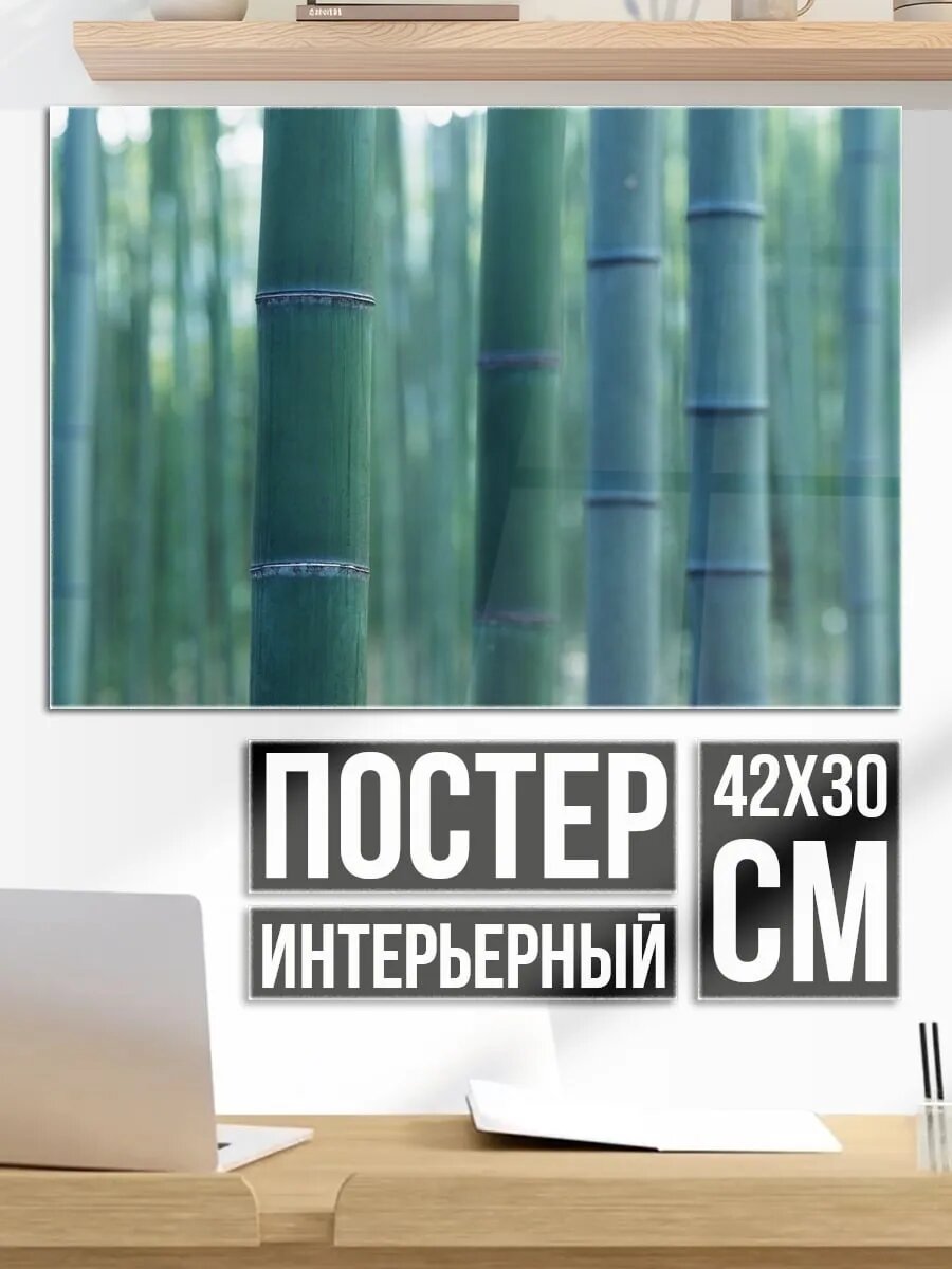 Плакат постер Бамбуковый лес утро