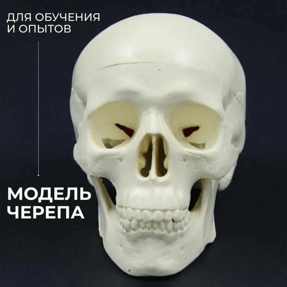 Череп человека анатомический учебный, Макет черепа для обучения и опытов, малый