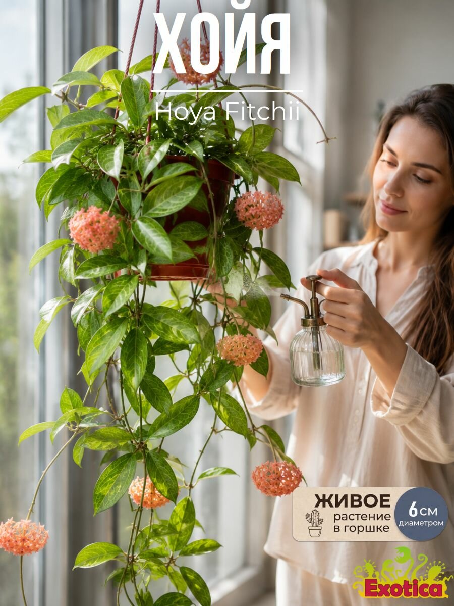 Хойя Фитчи (Hoya Fitchii) D6см, живое растение