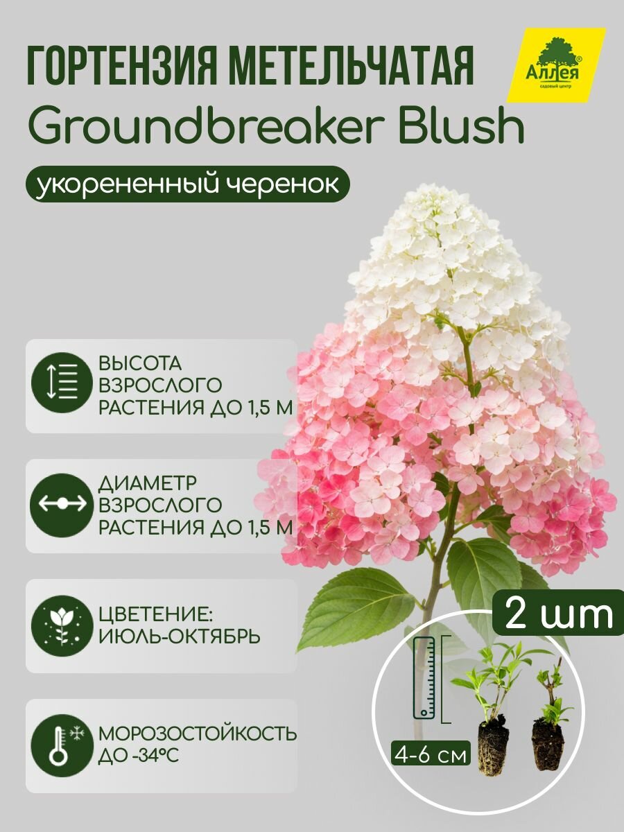 Гортензия метельчатая Groundbreaker Blush укорененный черенок 2шт