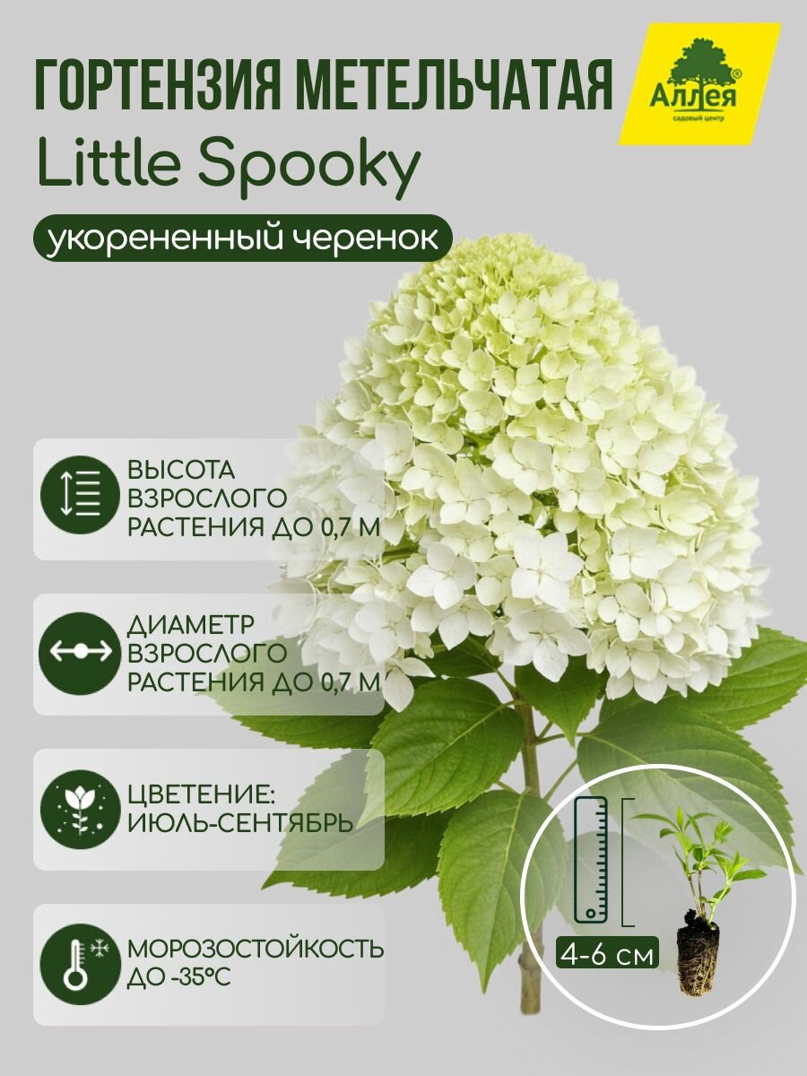 Гортензия метельчатая Little Spooky укорененный черенок 1шт