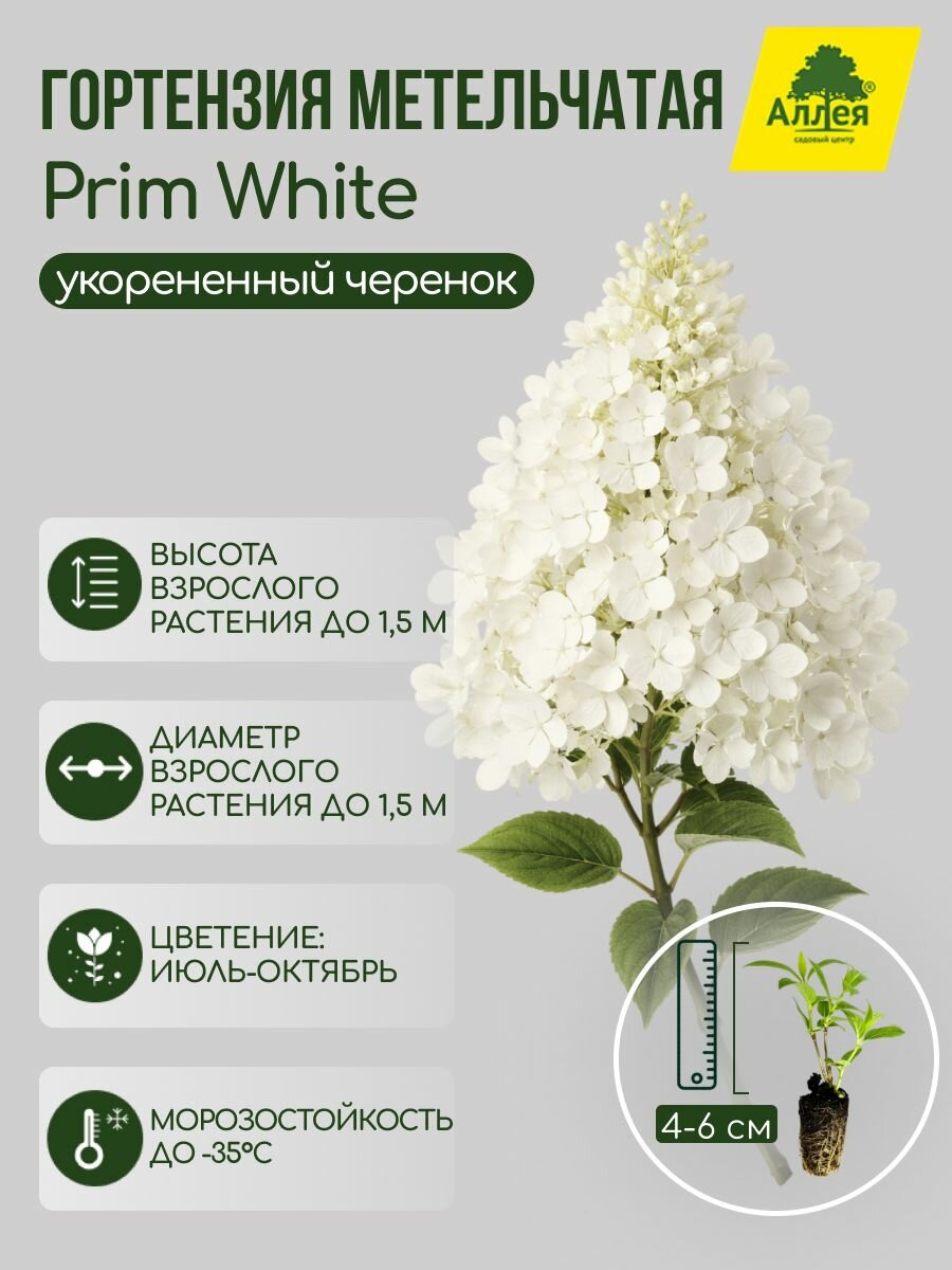 Гортензия метельчатая Prim White укорененный черенок 1шт