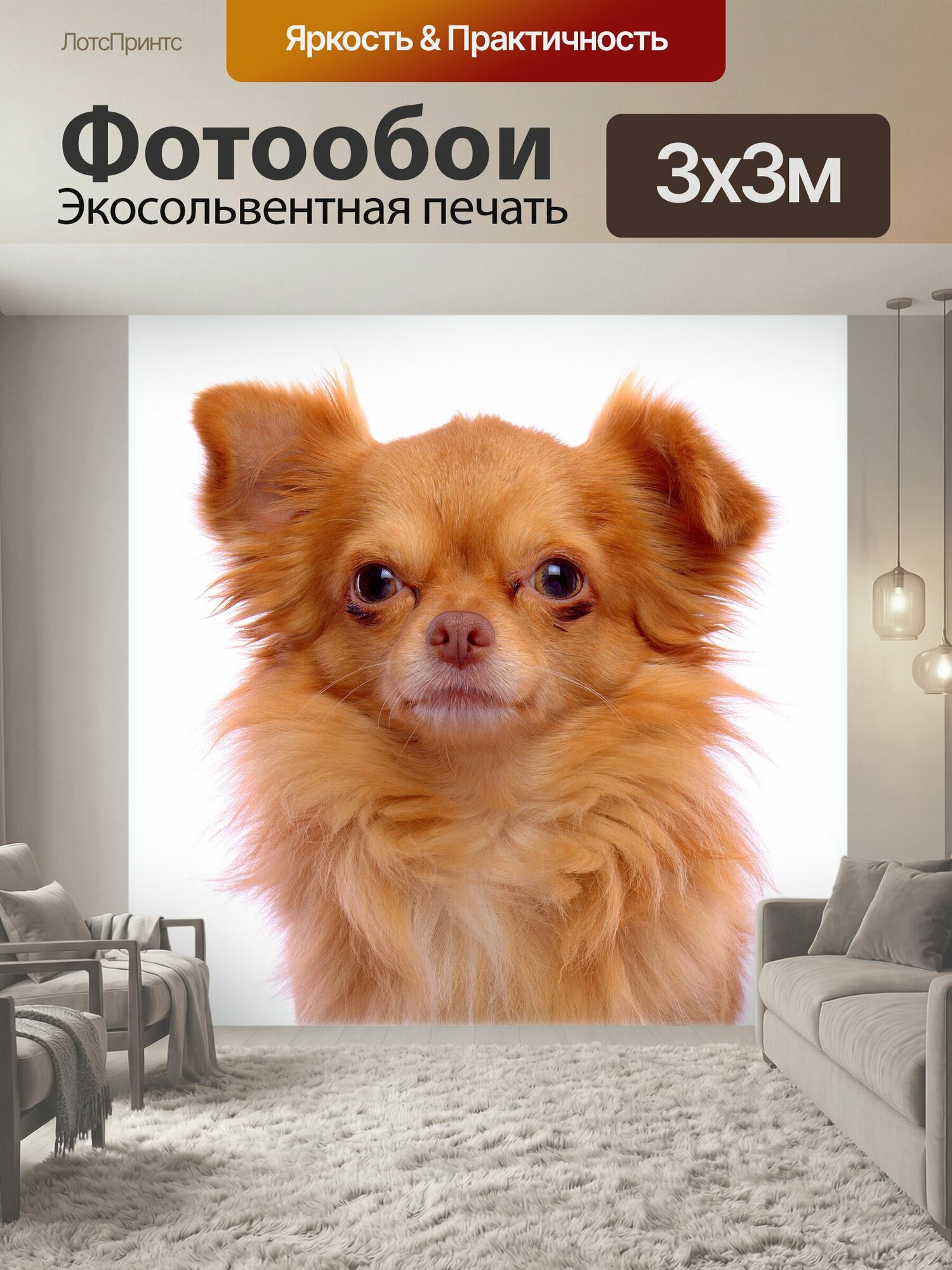 Фотообои "Имбирь, собака, чихуахуа" 300x300 см. экосольвентная печать