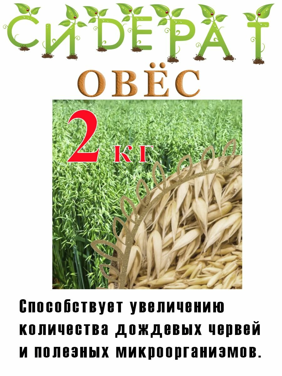 Сидерат Овес