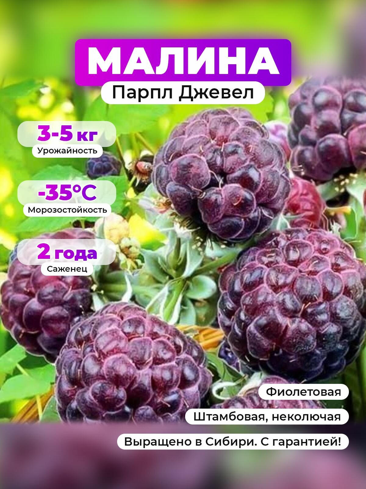 Саженец Малина фиолетовая Парпл Джевел
