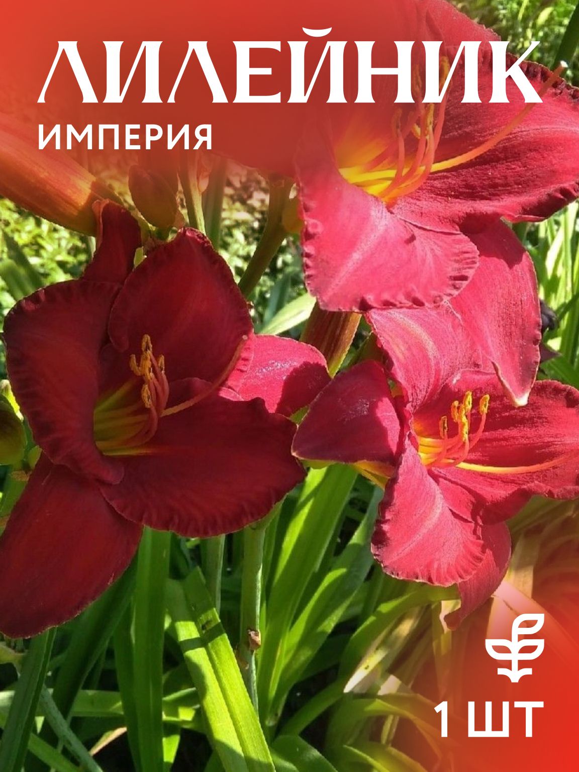 Лилейник луковицы многолетние 1 штук