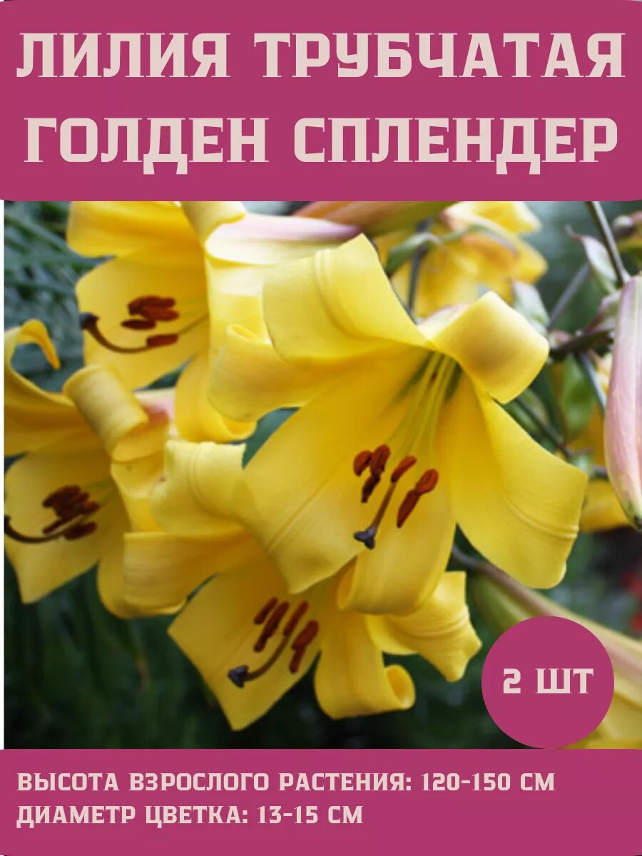 Лилия Трубчатая ; Лилия Сиреневый рай