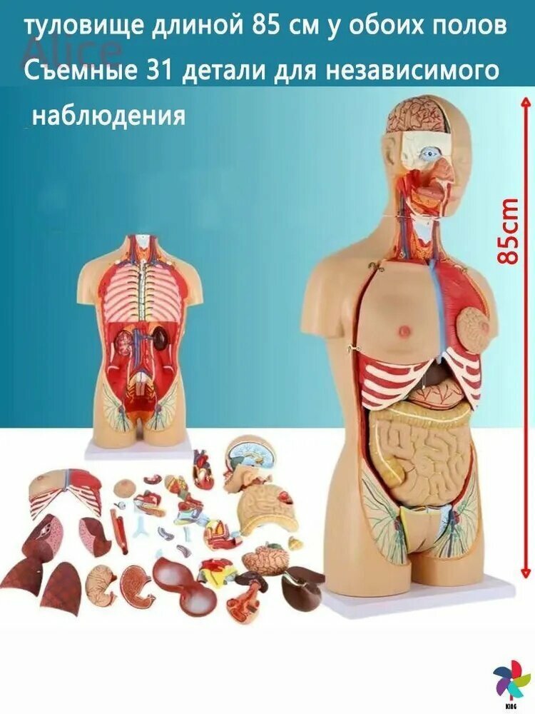 Складная анатомическая модель органов мужчин и женщин длиной 85 см/модель человеческого торса/анатомический пакет(Личные вещи для собственного использования.)
