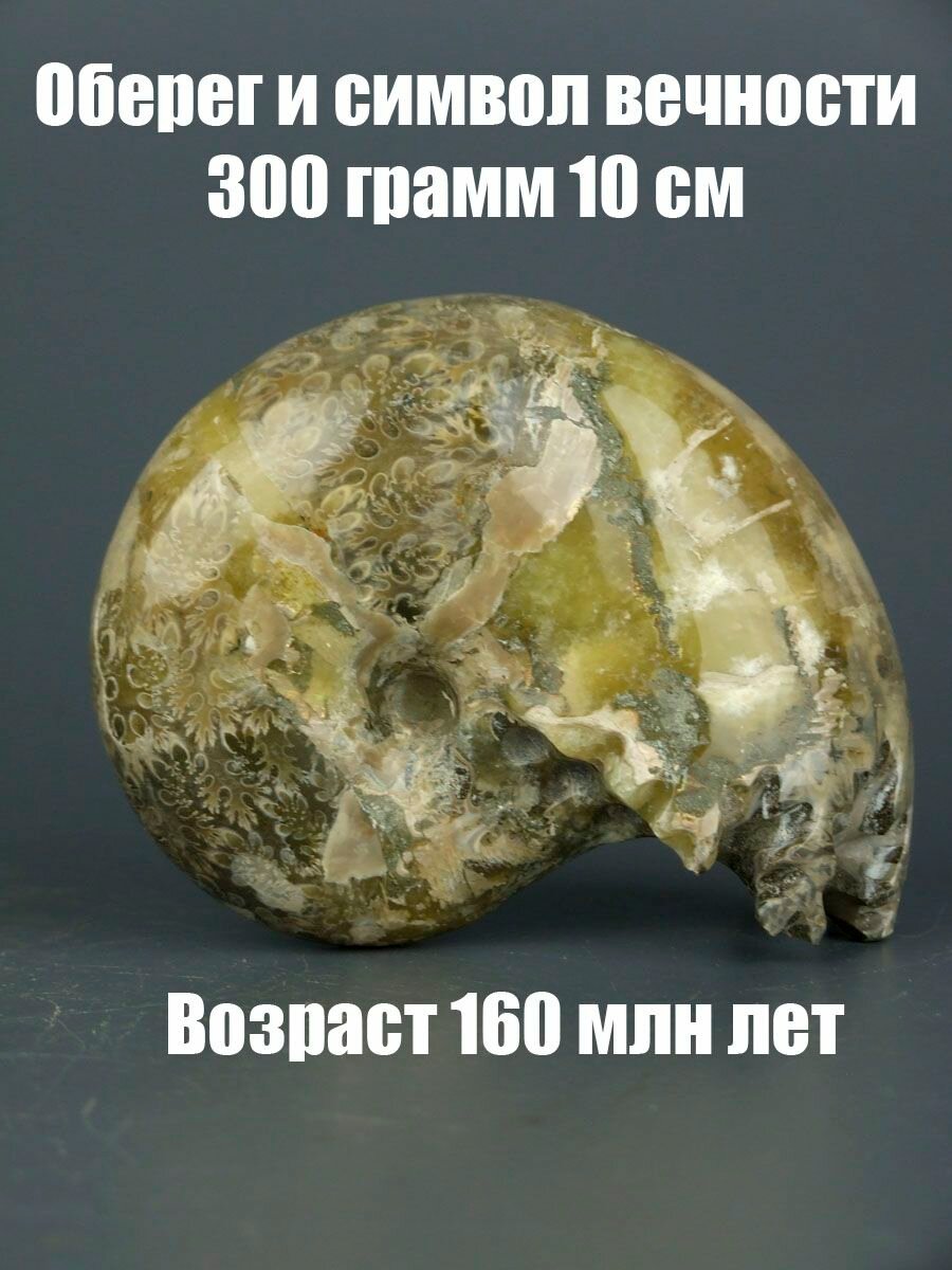 Аммонит на стол Phylloceras - Символ вечности и оберег - 95*70 мм