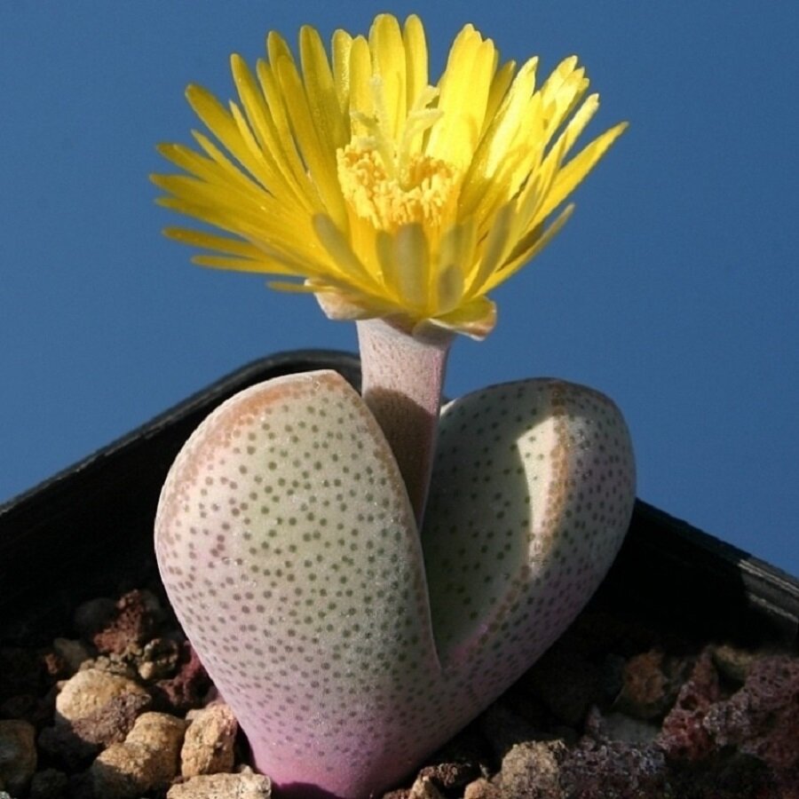 Семена Деодар Суккулент Dinteranthus microspermus v.puberulus CH 1949, 10 шт.
