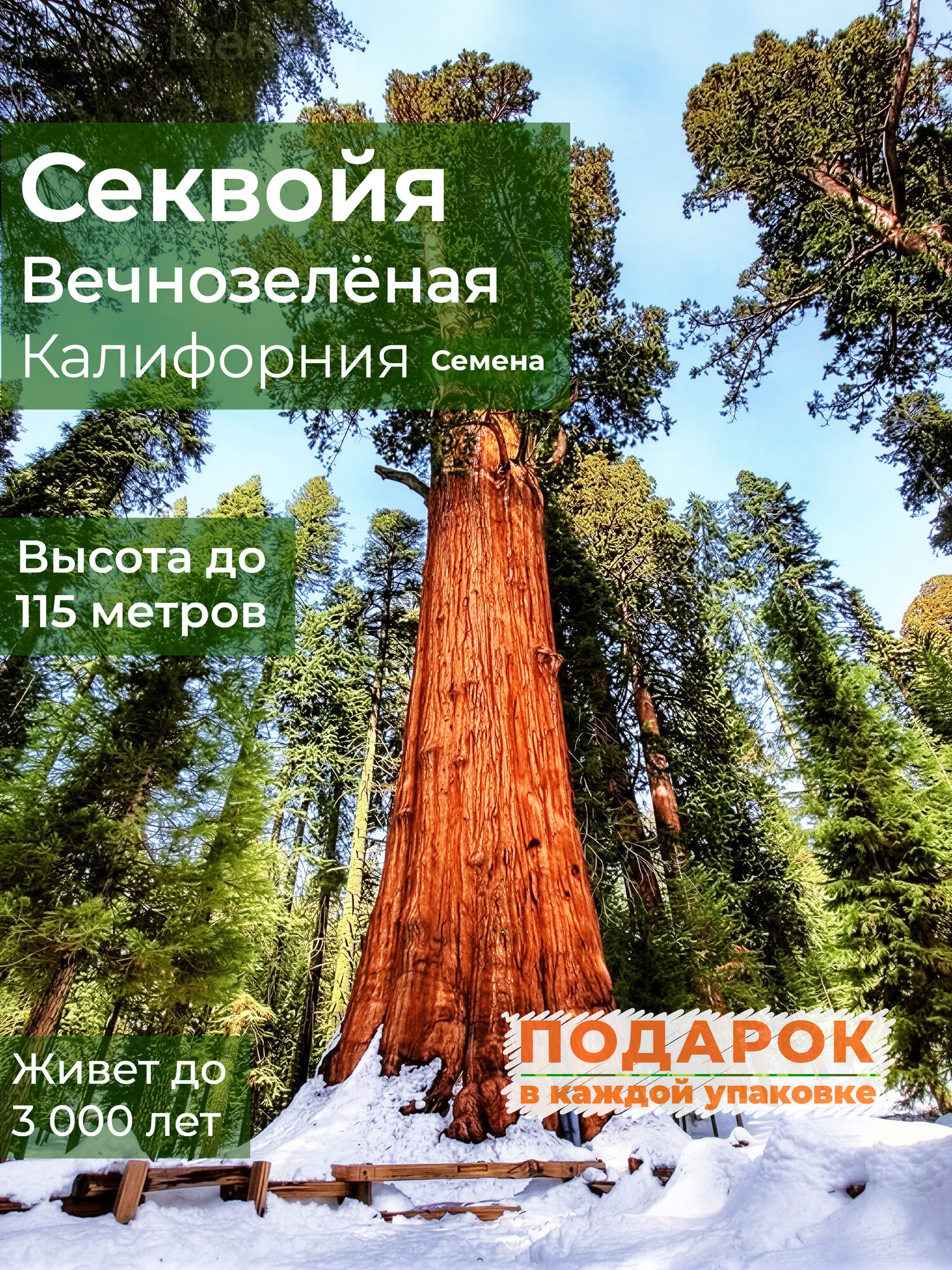 Секвойя вечнозелёная Калифорния, Семена, 20 шт, семена хвойных