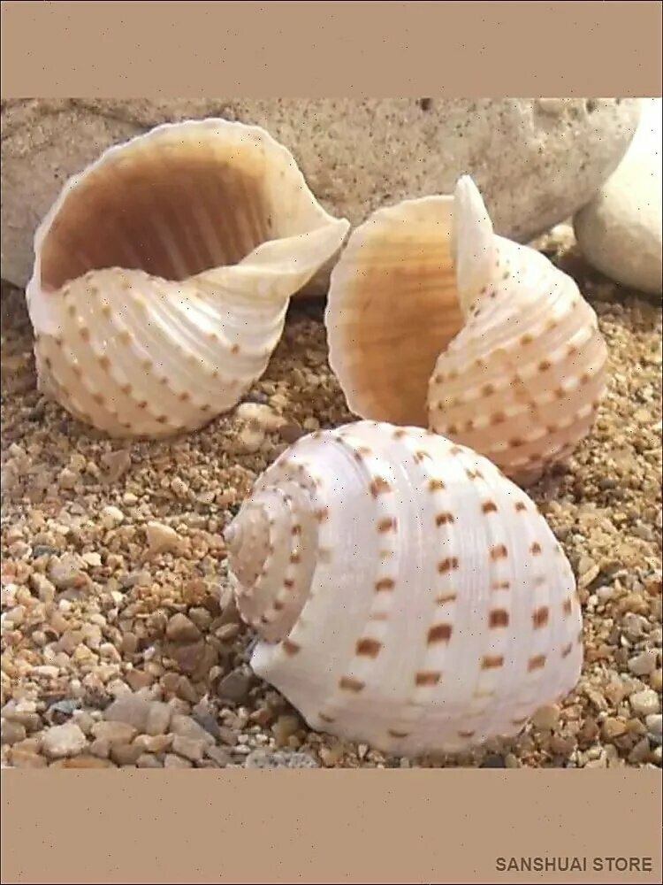 Ракушка Тонна (3шт)/ Раковина морская натуральная