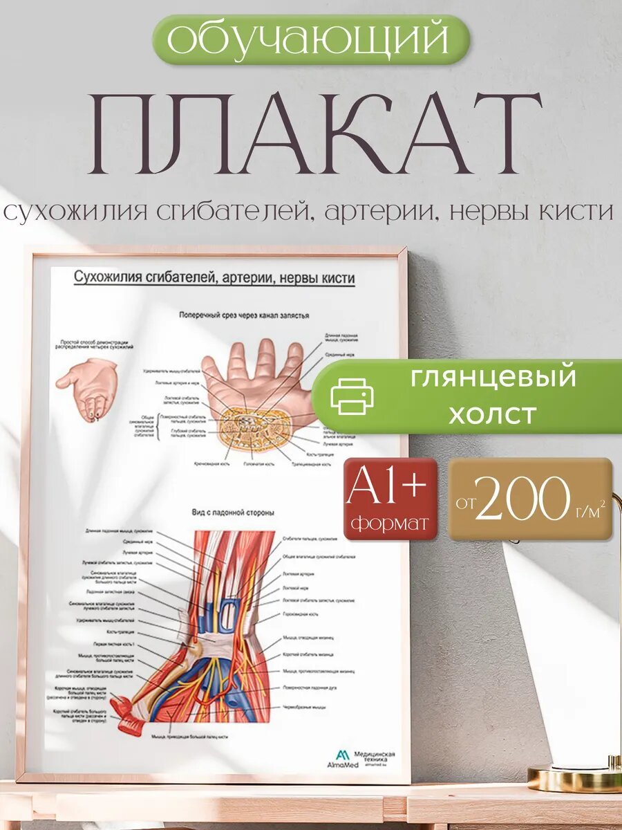Сухожилия сгибателей, артерии, нервы кисти, глянцевый холст от 200г/м2