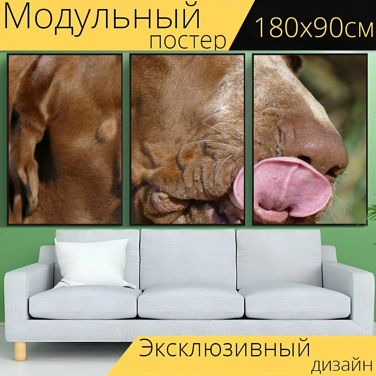 Модульный постер "Собака, итальянское брако, домашний питомец" 180 x 90 см. для интерьера на стену в тубусе