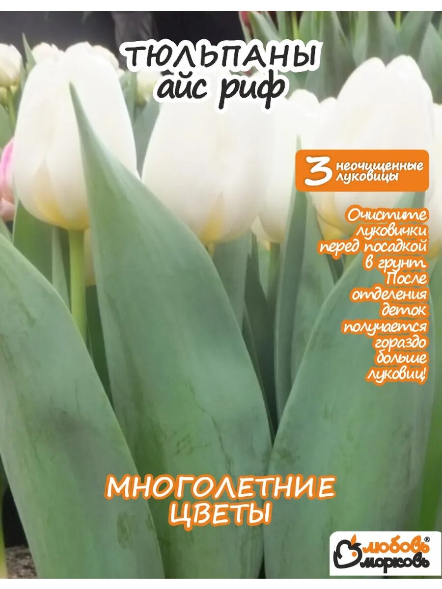 Тюльпан Луковица, Айс Риф, 3шт