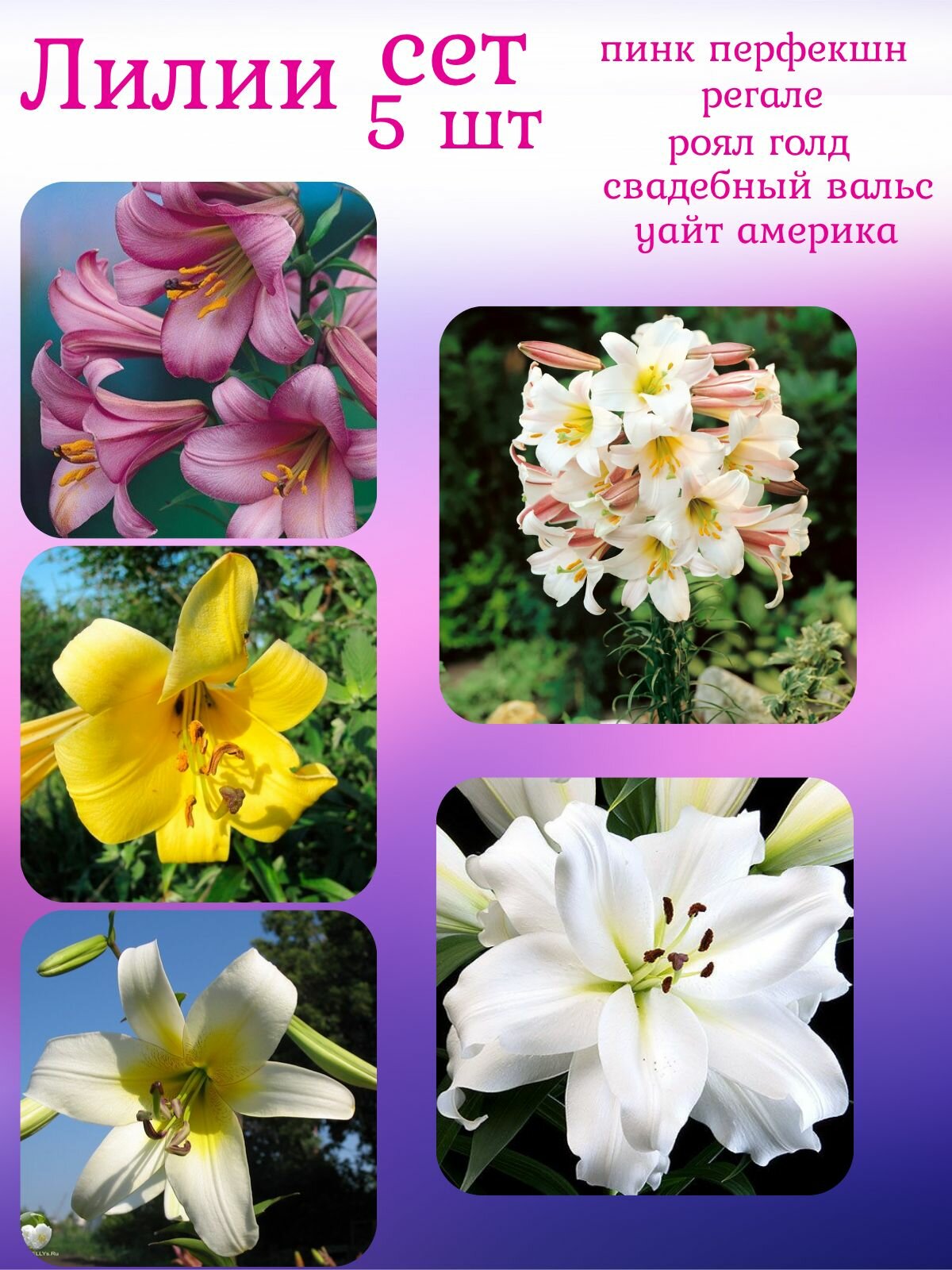 Лилия луковицы, многолетние цветы для посадки, СЕТ 5 штук