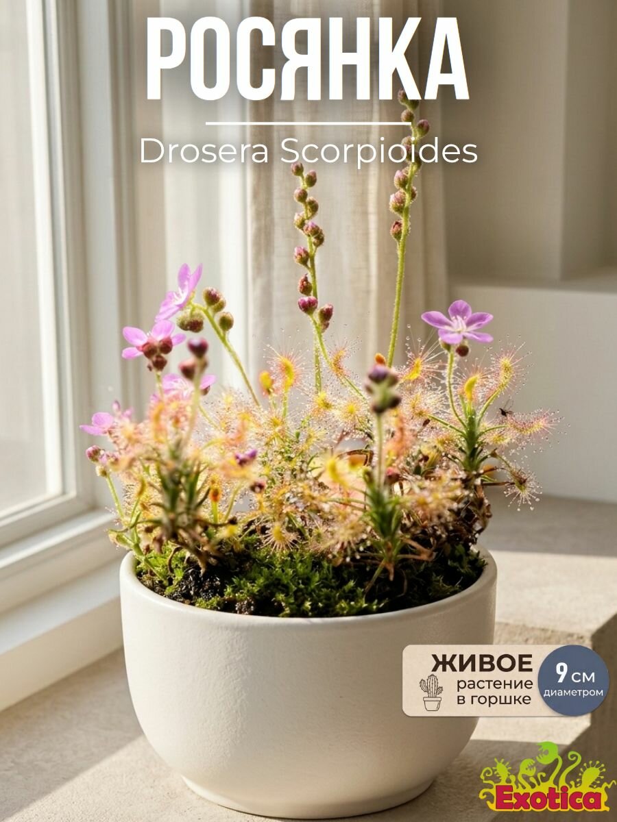 Росянка Пигмей Скорпион (Drosera Scorpioides) D9см, растение в горшке