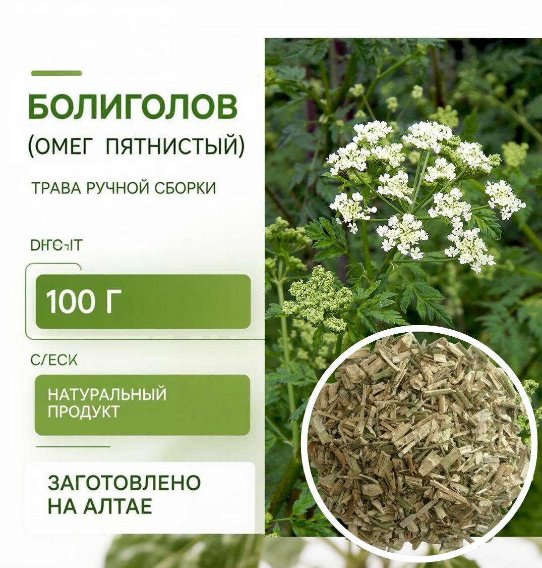 Болиголов (омег пятнистый), трава резанная 10-12 мм, 100 г, АлтайМир