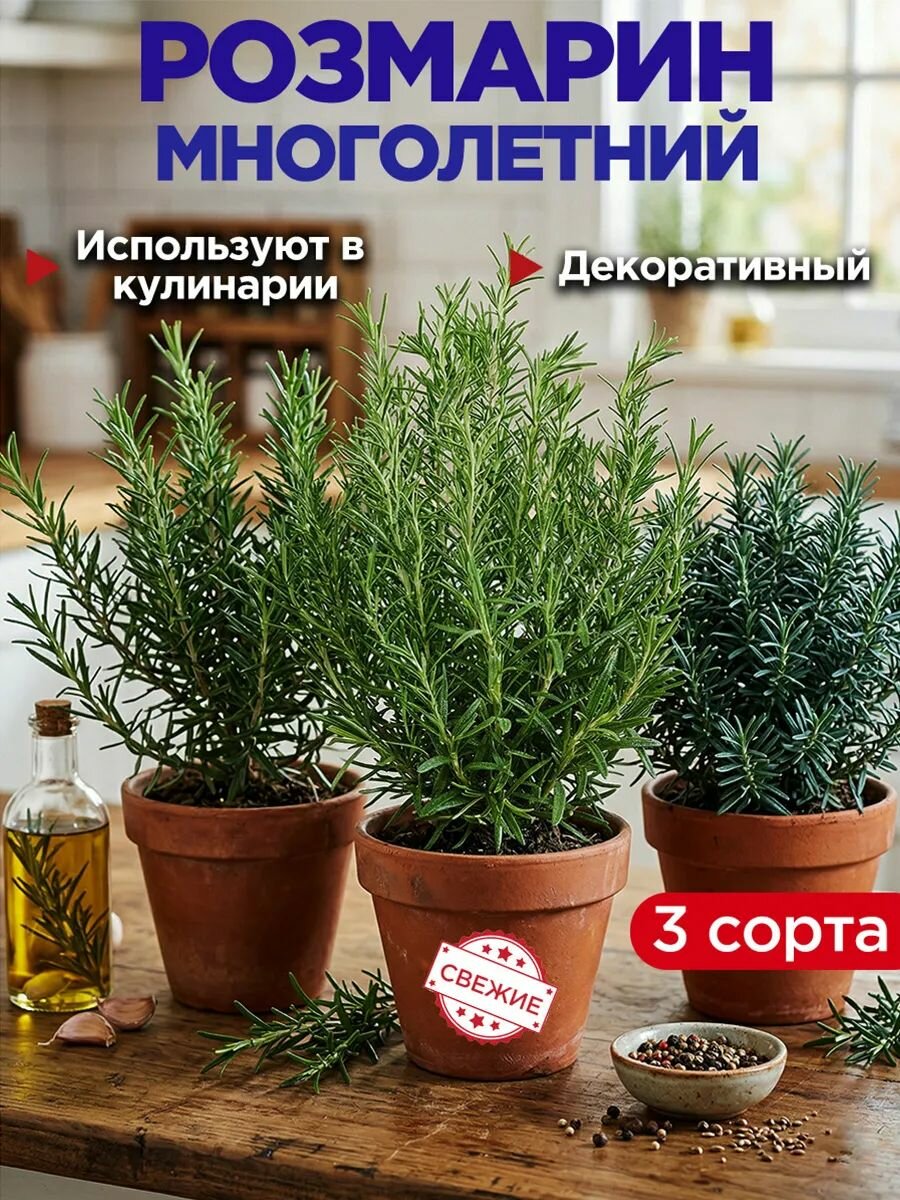 Семена розмарина для посадки многолетнего 3 пачки семена розмарина для посадки многолетний розмарин