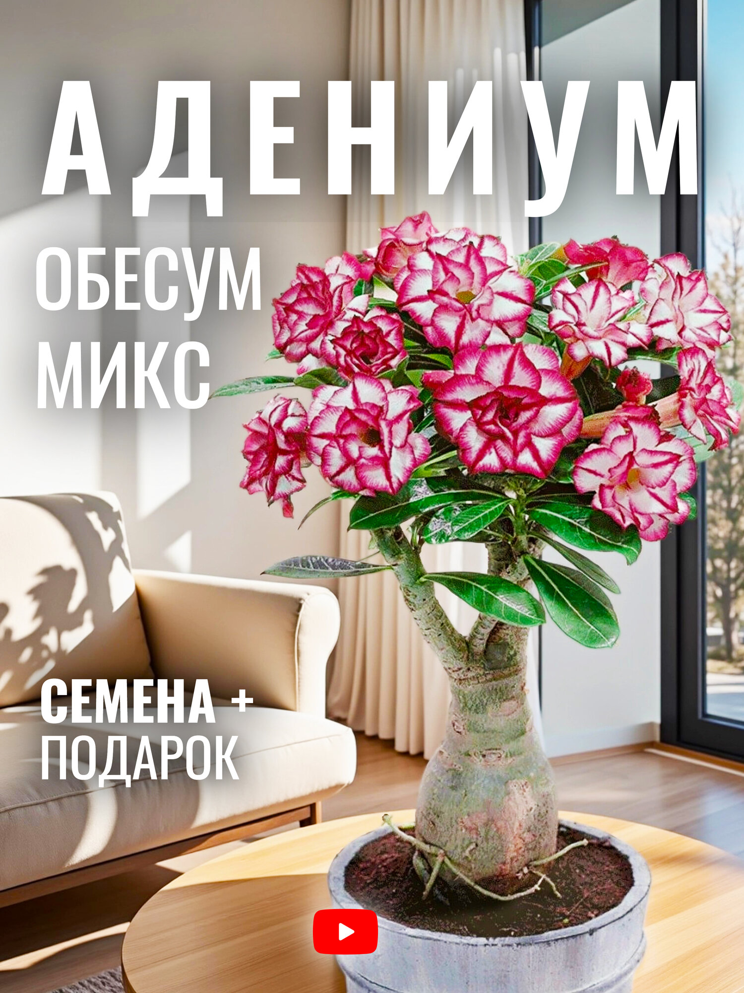 Адениум Обесум Микс, Семена, 5 шт, семена комнатных растений, семена цветов