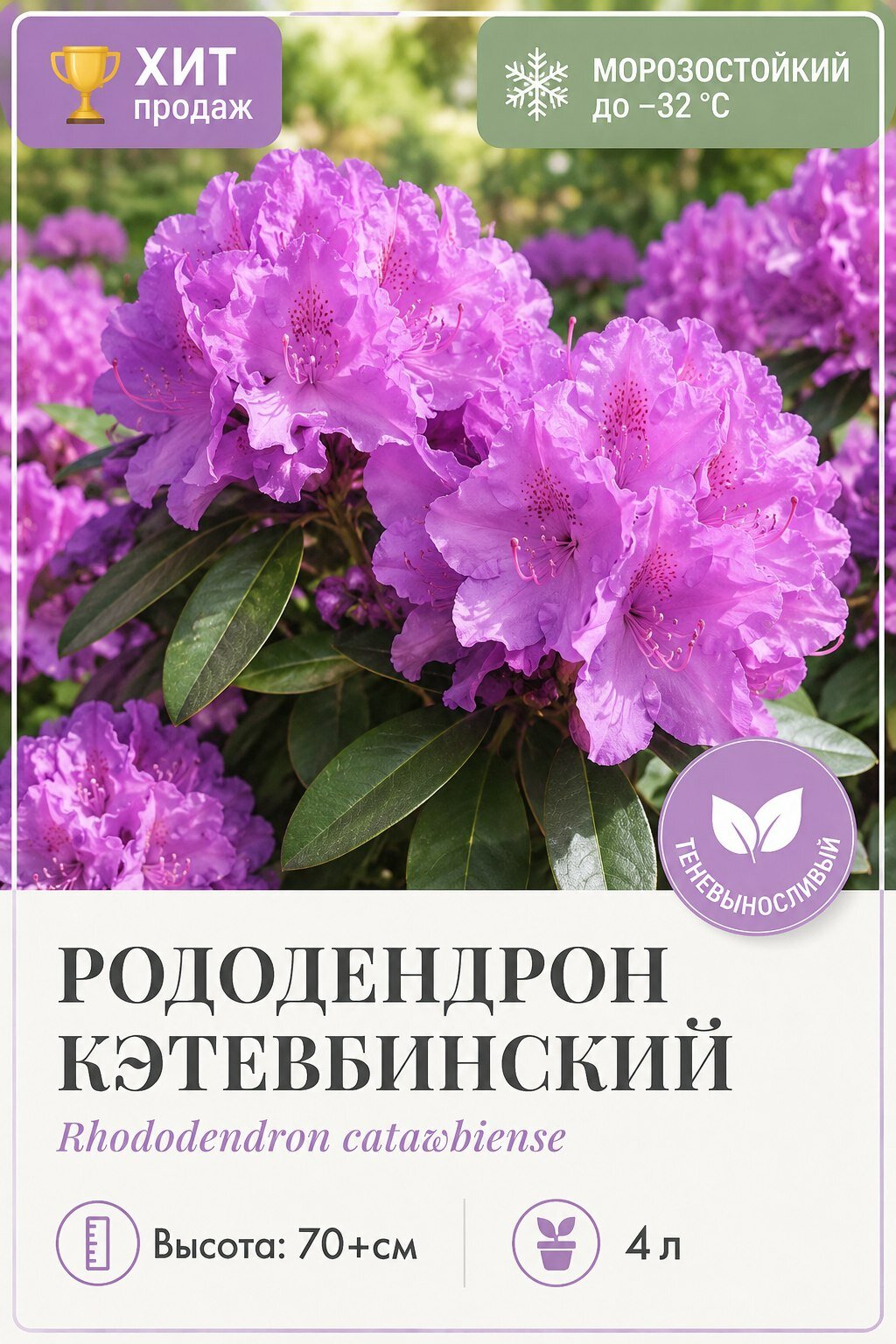 Рододендрон Кэтевбинский (Rhododendron catawbiense) вечнозелёный кустарник с роскошным цветением
