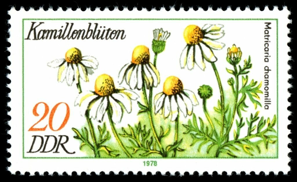 (1978-003) Марка Германия (ГДР) "Ромашка аптечная" Лекарственные растения III гашеная