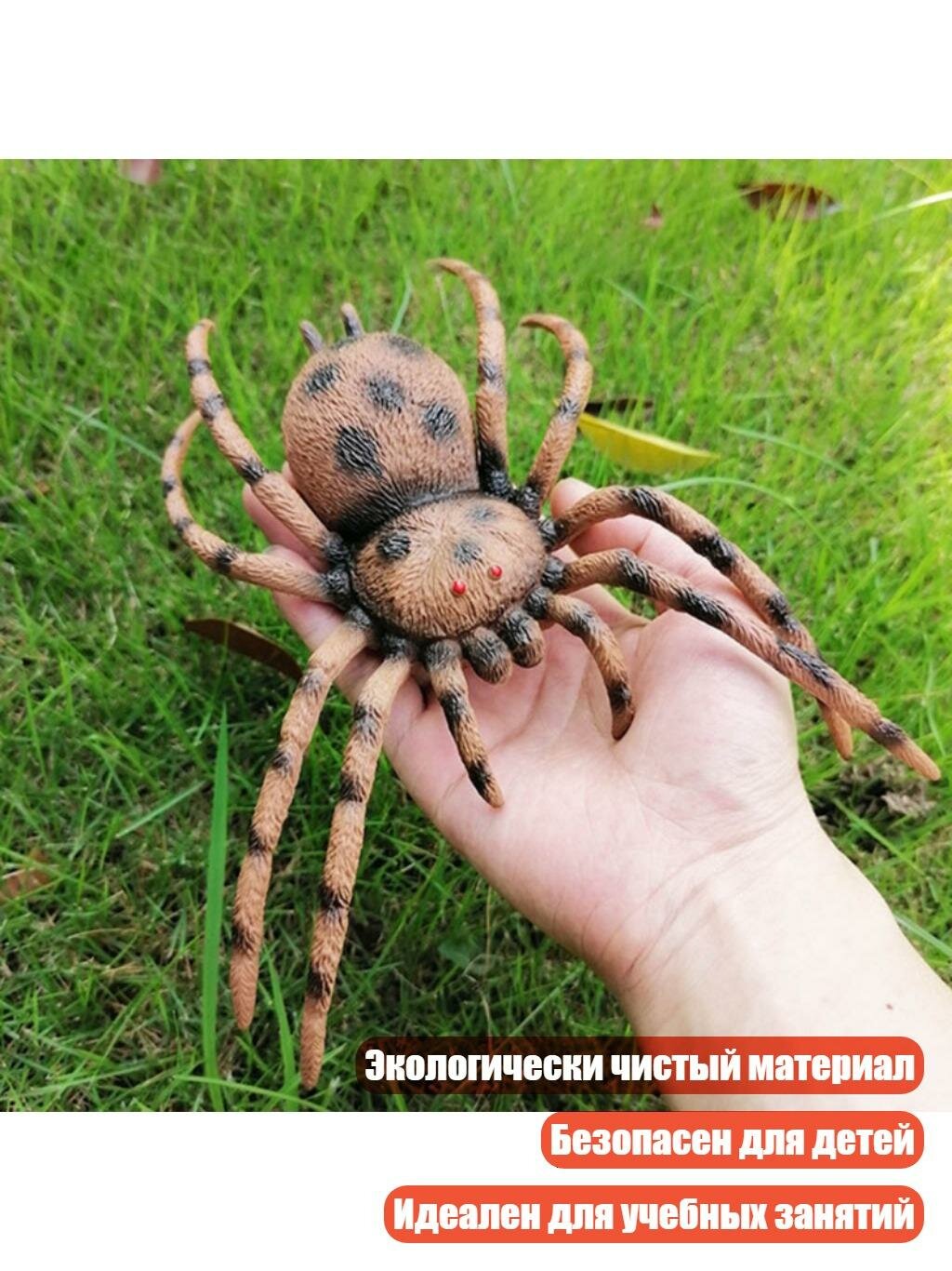 Реалистичная модель паука, 08