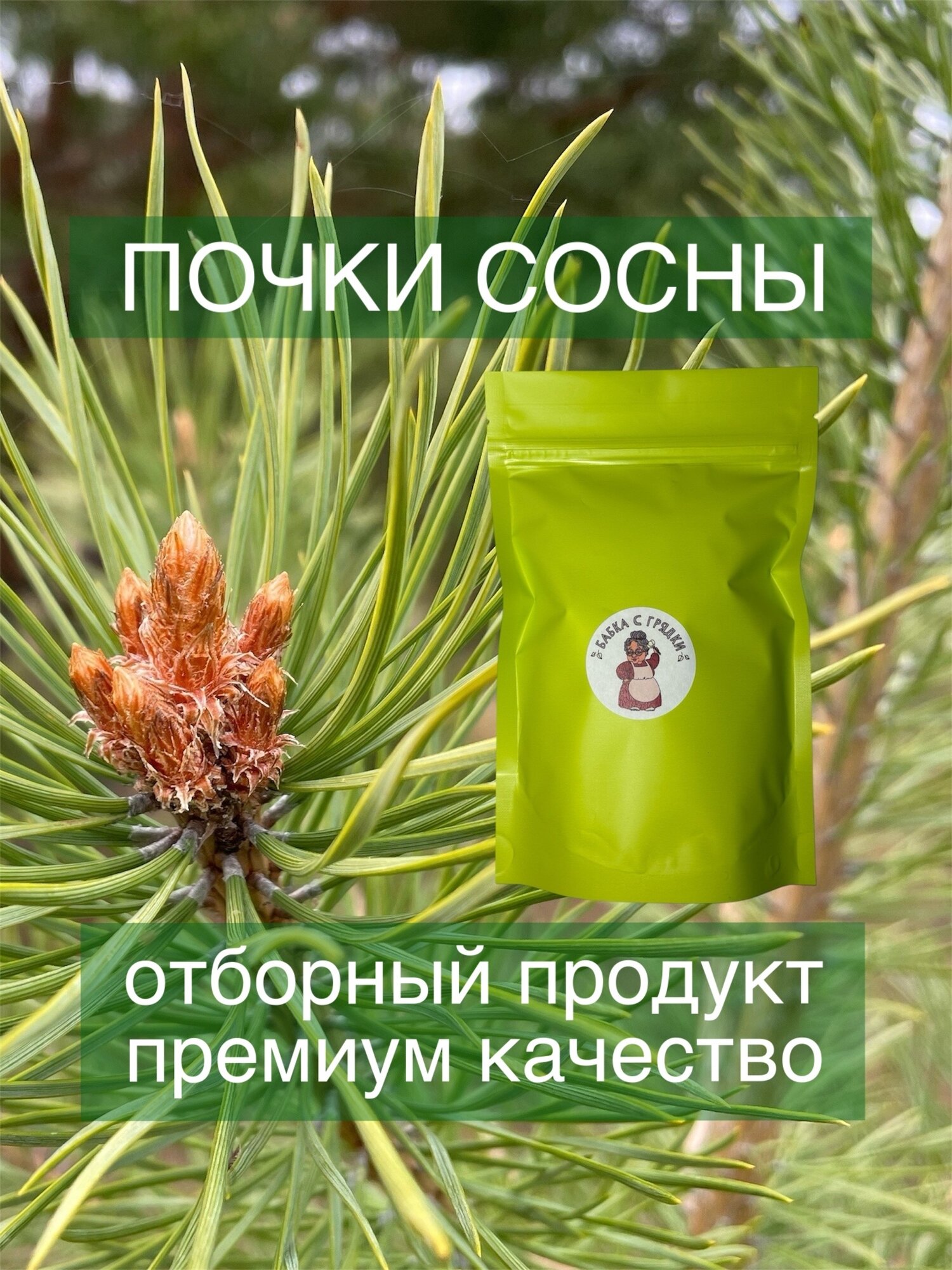 Сосновая почка сушеная, сбор апрель 2026, Бабка с Грядки