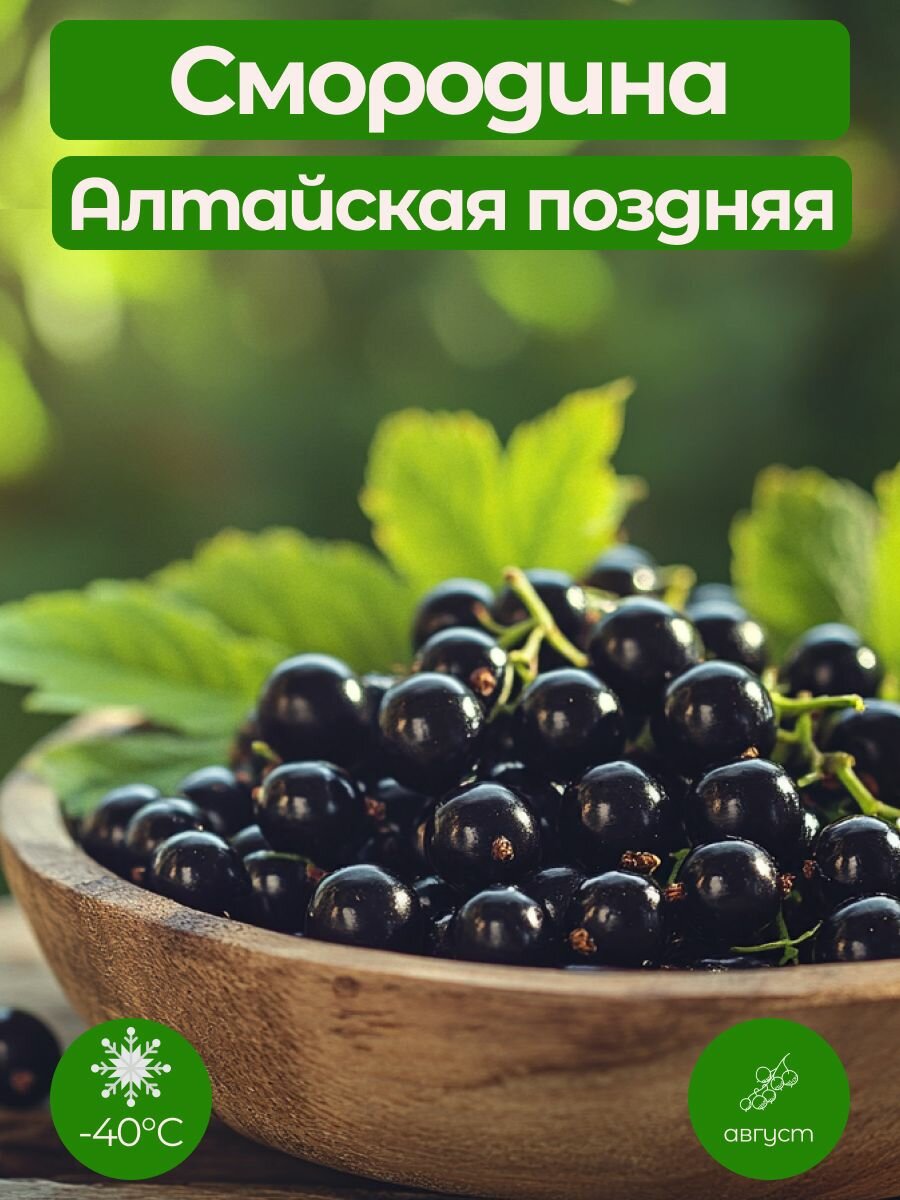 Смородина Чёрная Алтайская поздняя