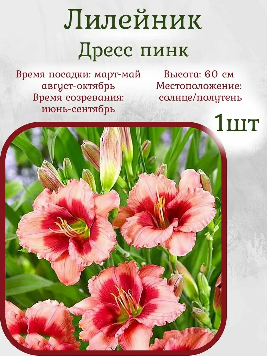 Саженцы лилейника многолетние цветы 1 штука