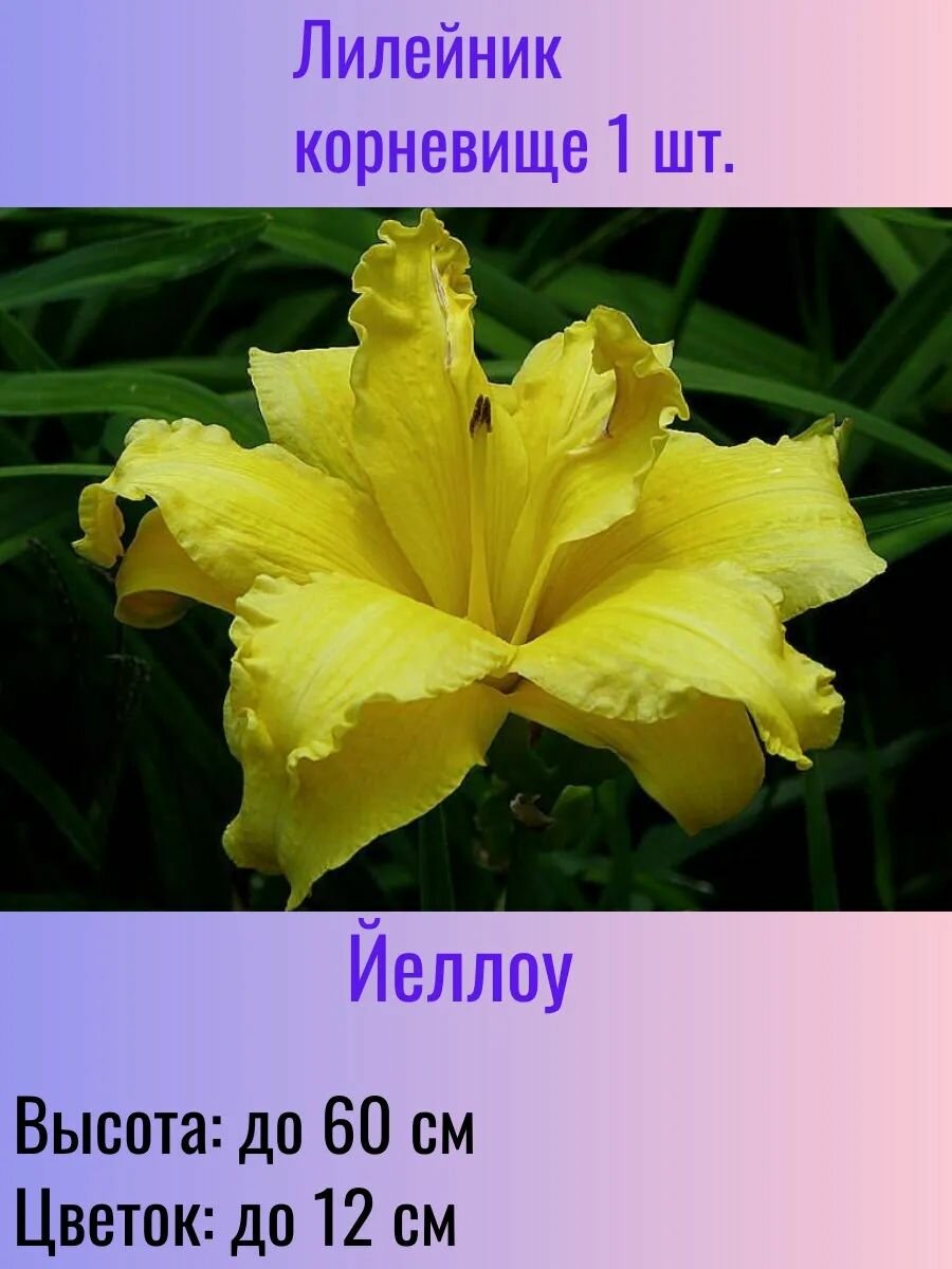 Саженцы лилейника многолетние цветы 1 штука