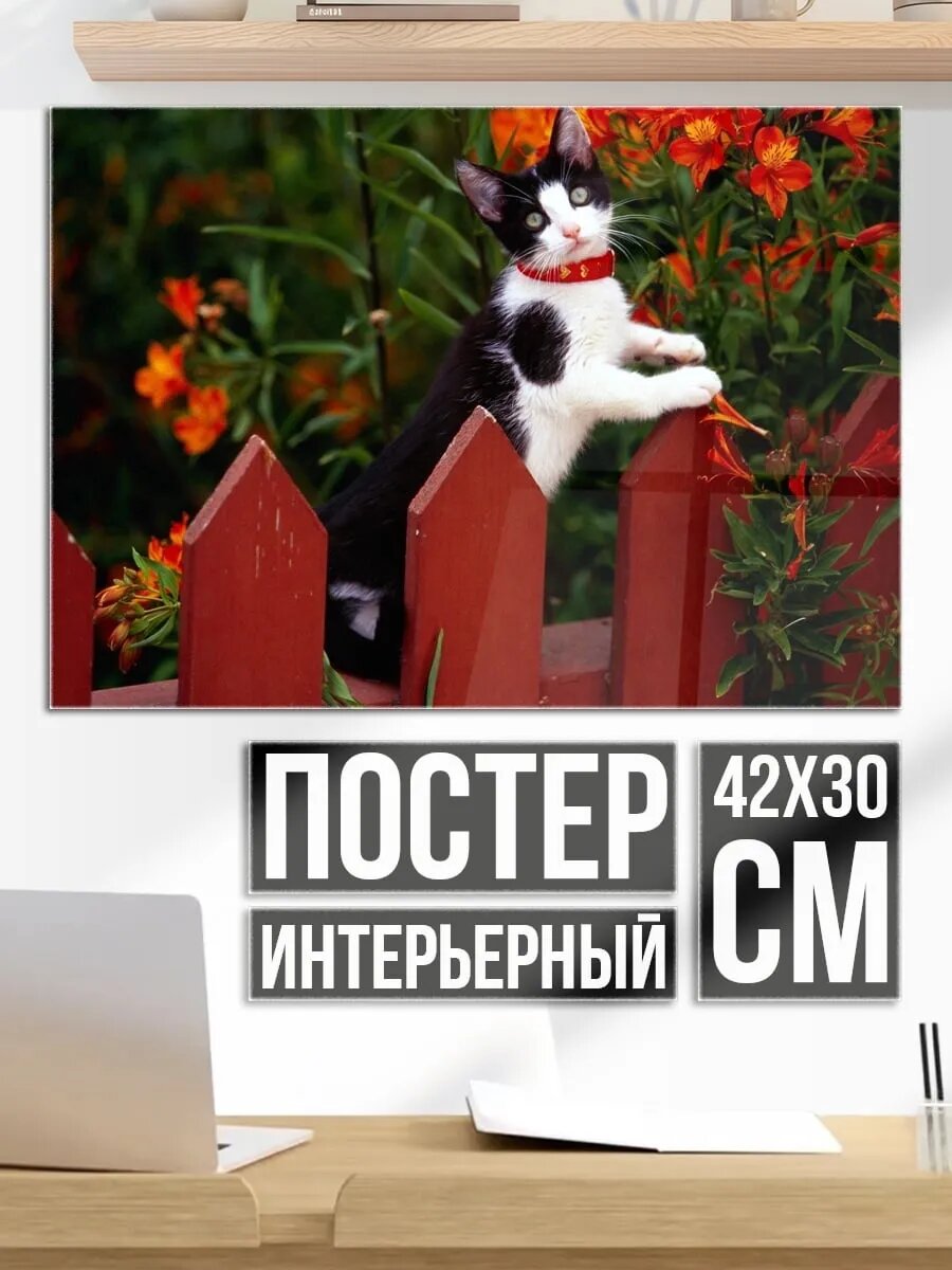 Плакат постер Кот на заборе