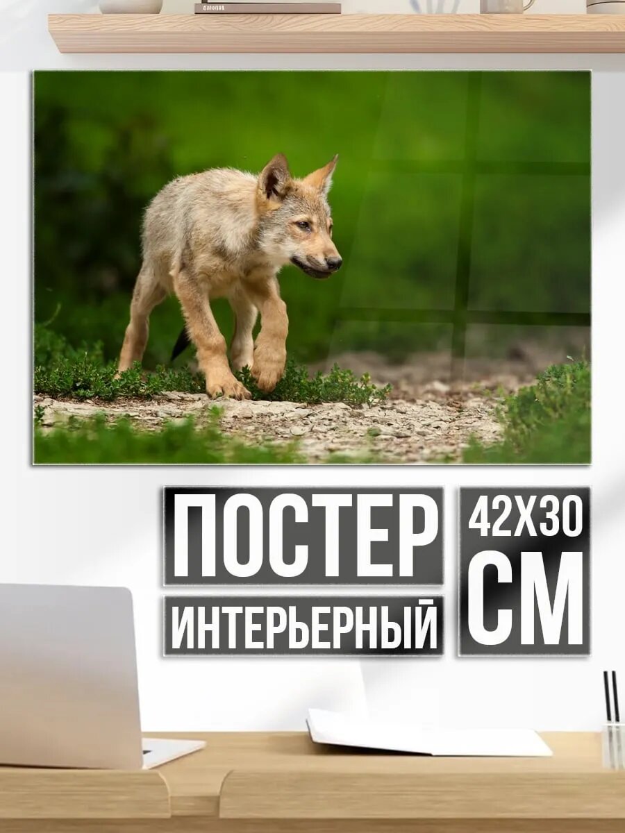 Плакат постер Волчонок в траве