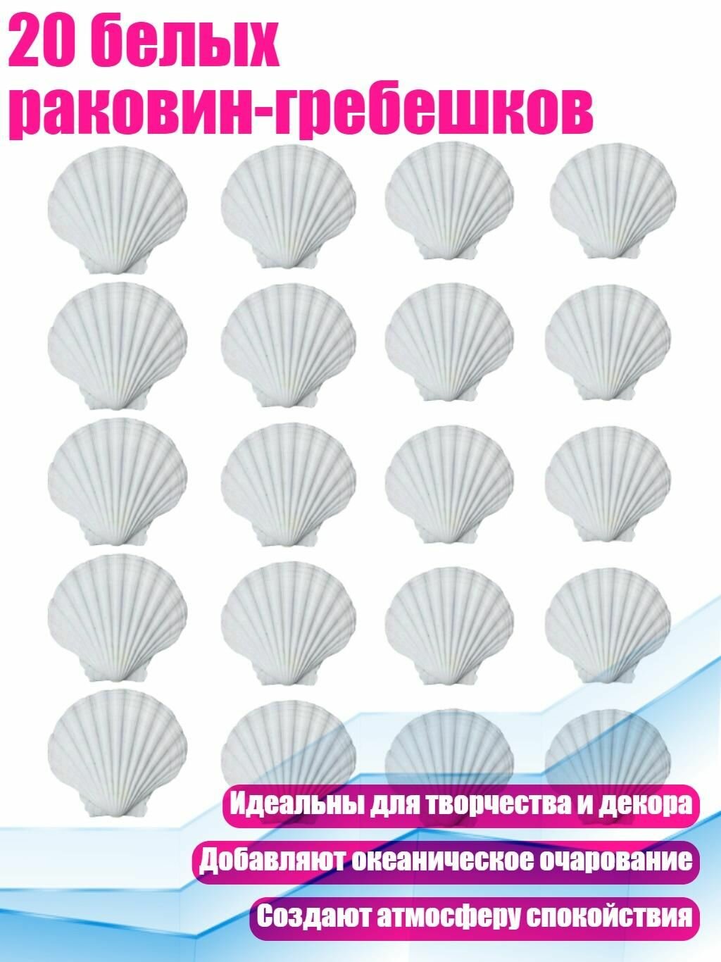 20 белых раковин-гребешков