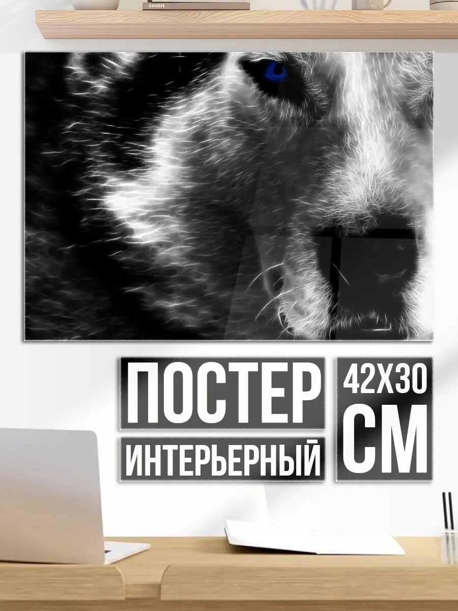Плакат постер волк синие глаза