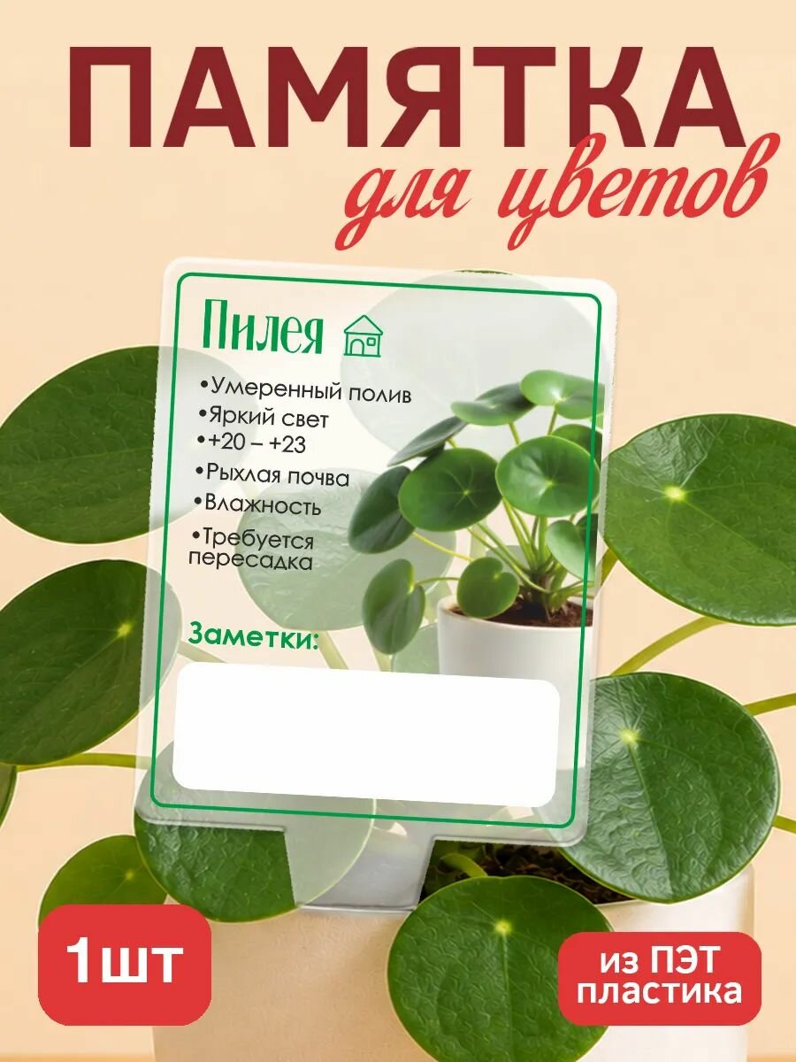 Памятка по уходу за цветами Пилея
