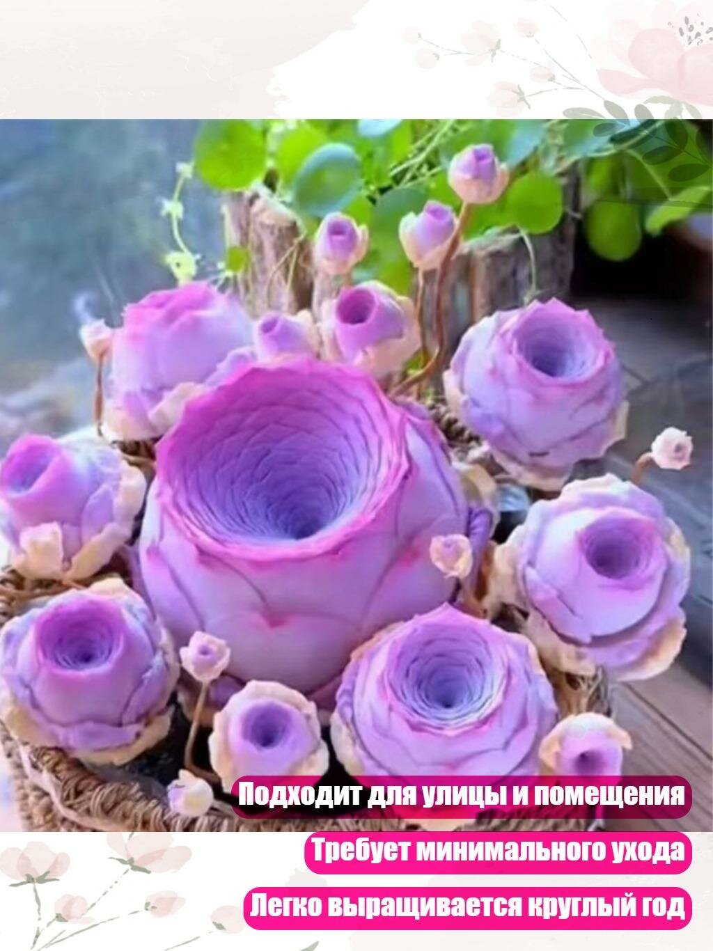 Семена горного розового суккулента, Шапочка из фиолетовой розы 1000 шт.