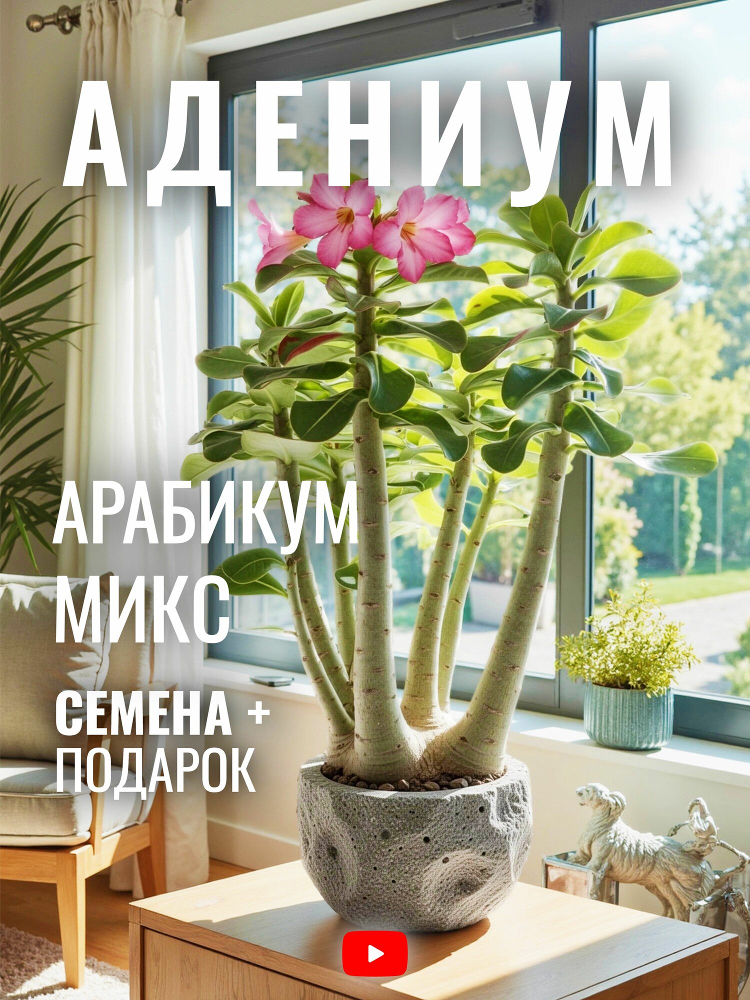 Адениум Арабикум Микс, Семена, 5 шт, комнатное растение, яркое и продолжительное цветение, неприхотливое в уходе семена адениума арабикум комнатное растение цветущее неприхотливое