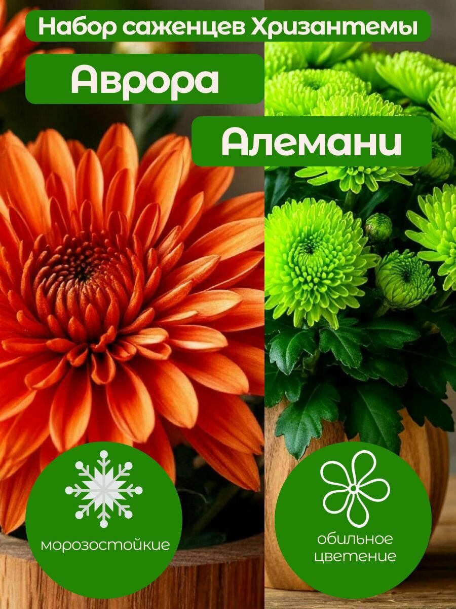 Хризантемы Аврора и Алемани